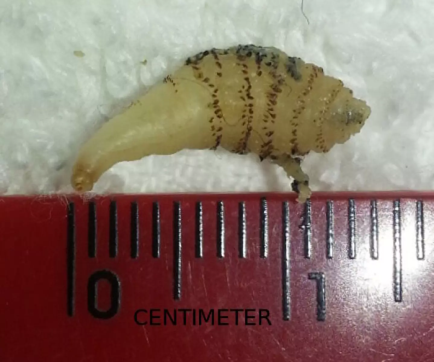 Significado de «ura»