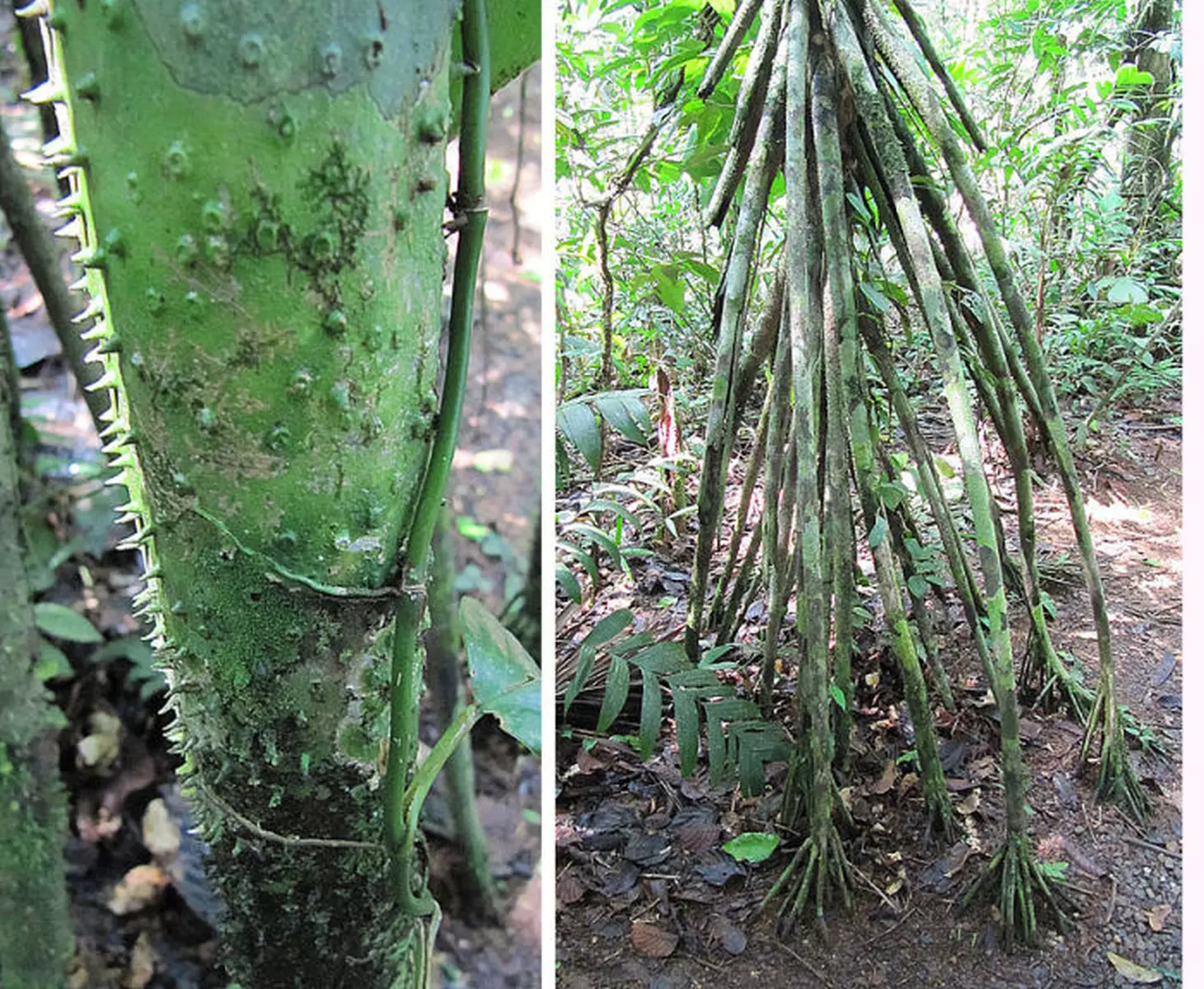 Significado de «pejibaye (pejibay)»