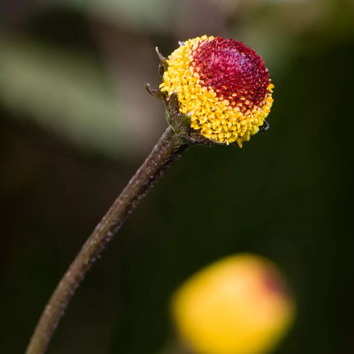 Significado de «jambo (jamba)»