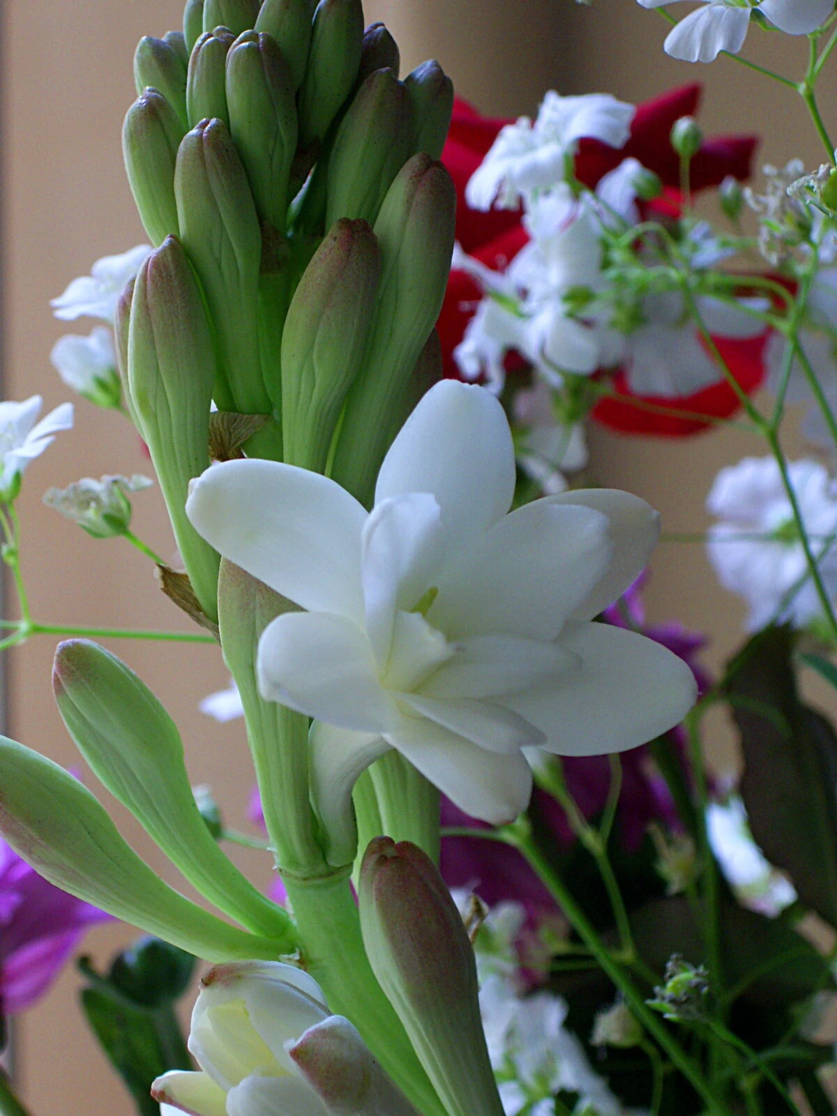 Significado de «nardo»