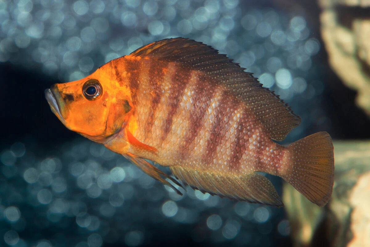 Significado de «reino animal»