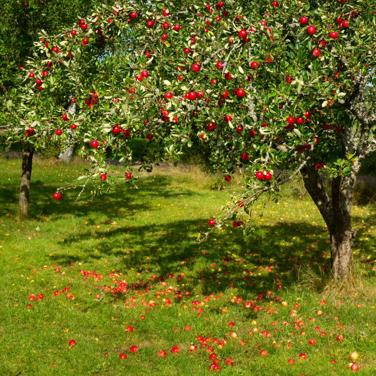Significado de «manzano»
