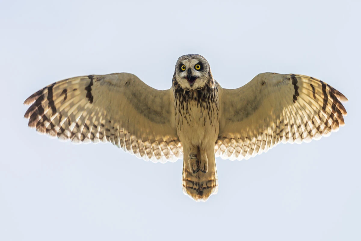 Significado de «nuco»