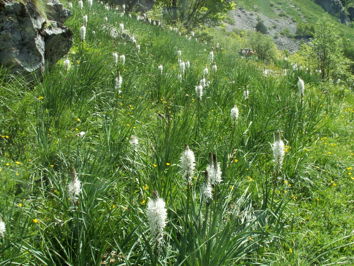 Significado de «gamonal»