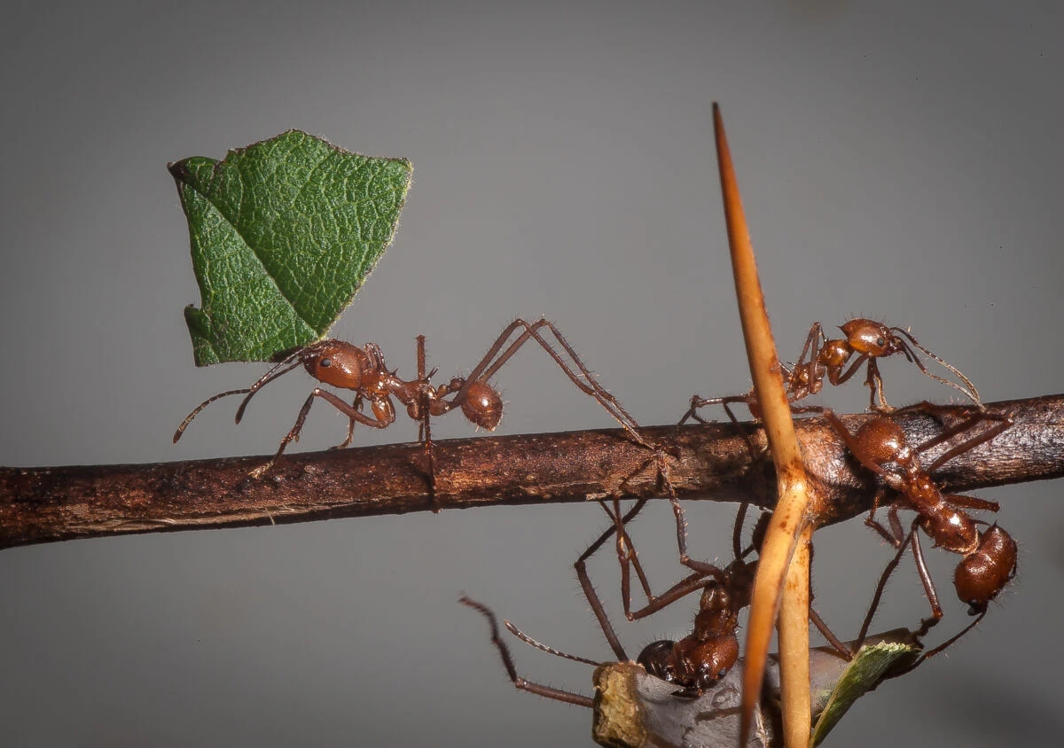 Significado de «zompopo»