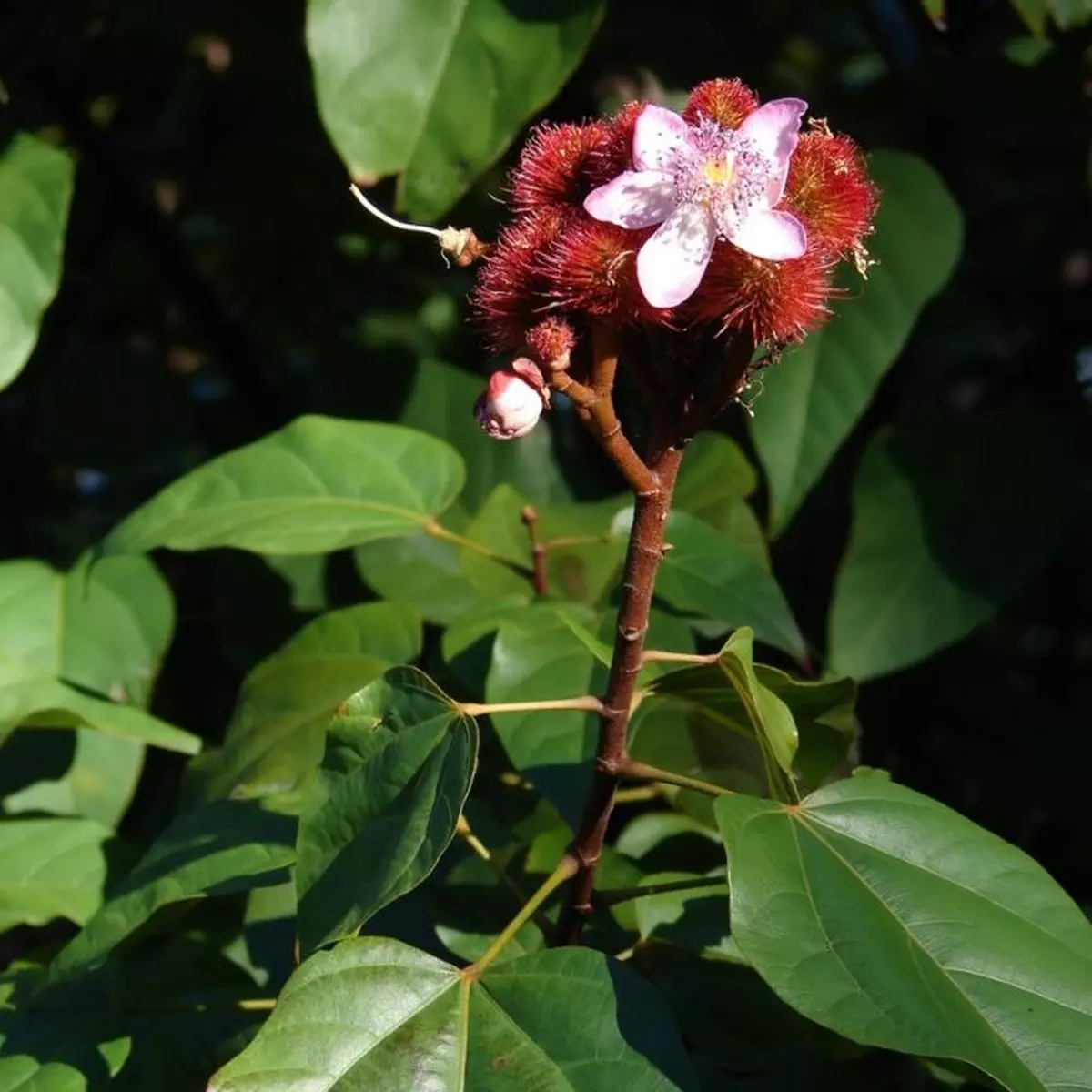 Significado de «bija»