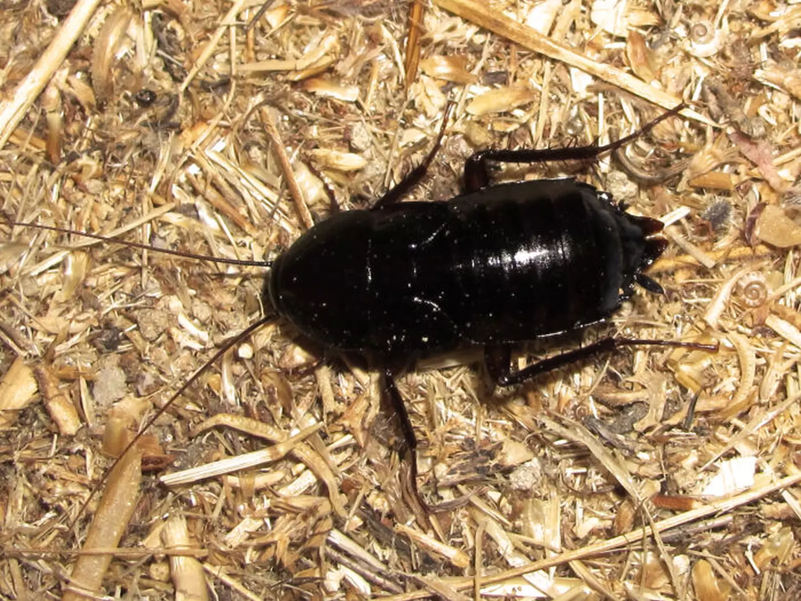 Significado de «chiripa»