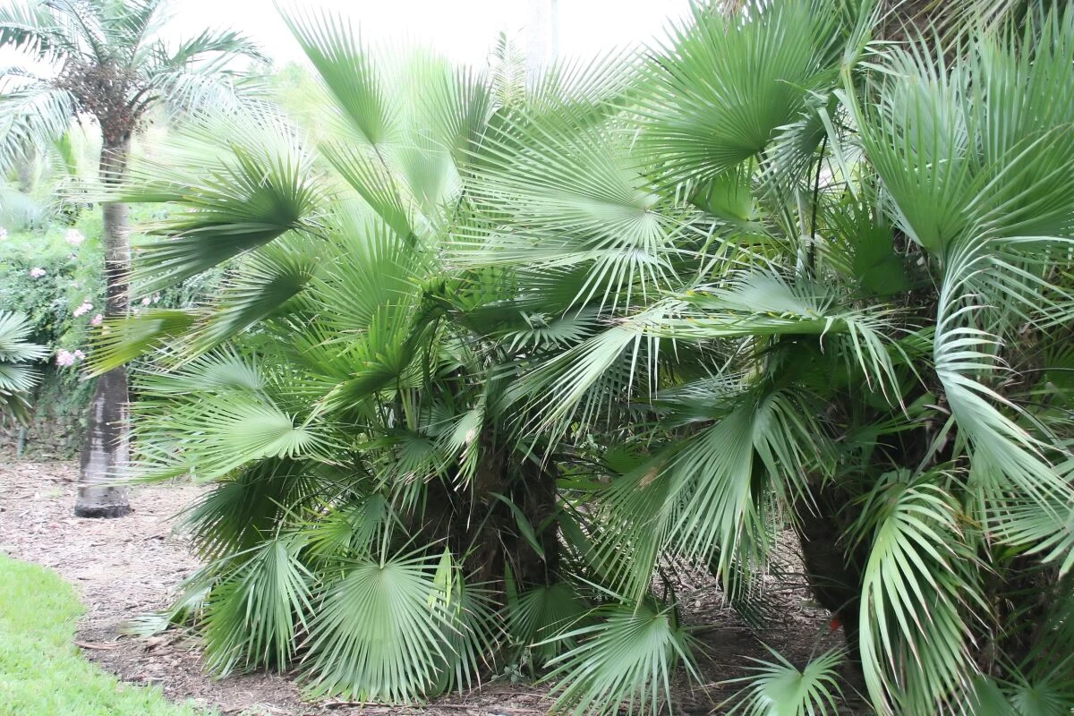 Significado de «sollate (soyate)»