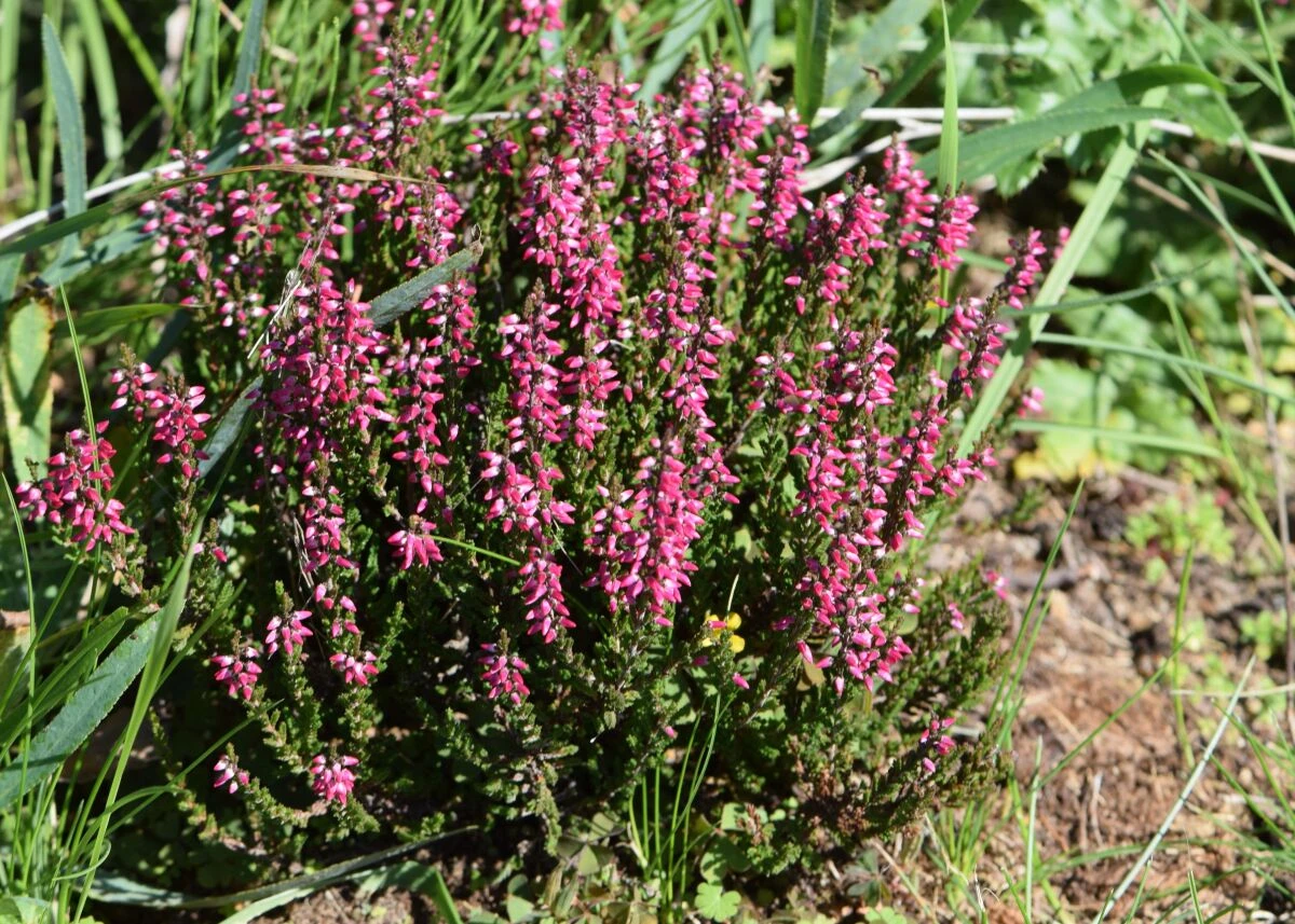 Significado de «brezo»