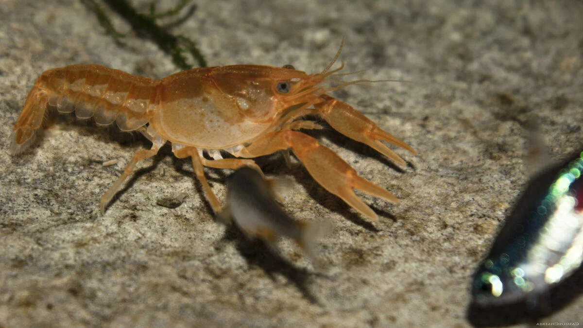 Significado de «acocil»