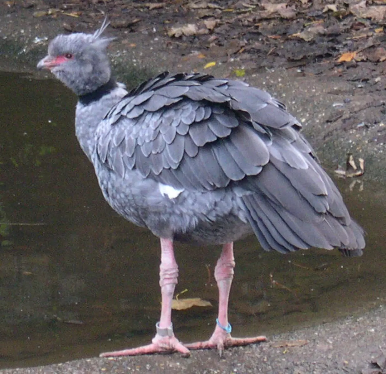 Significado de «chajá»