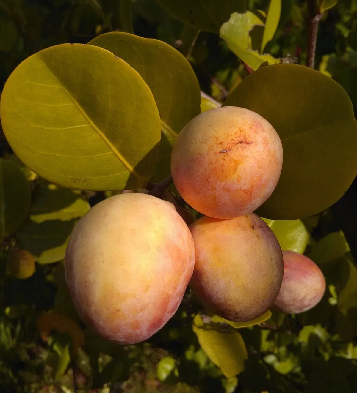 Significado de «hicaco»