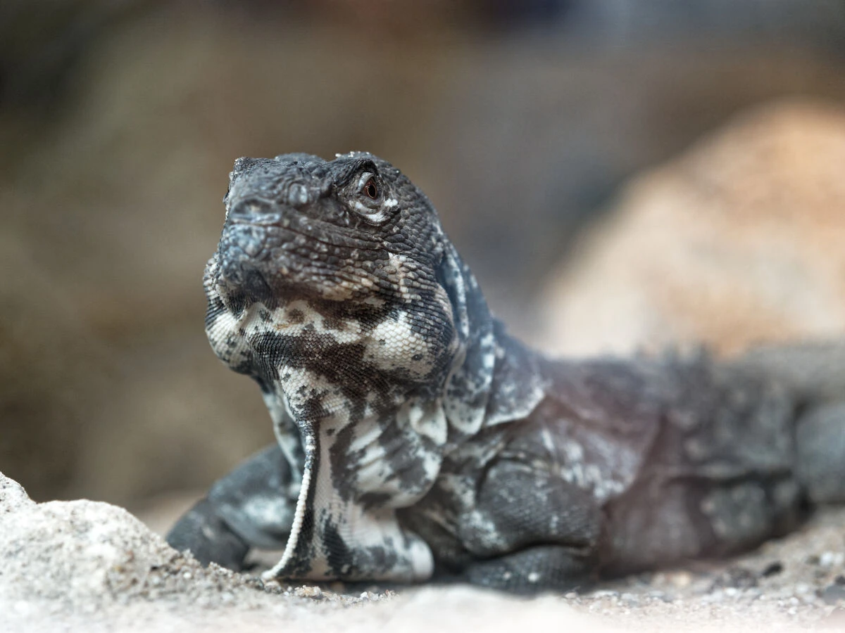 Significado de «jamo»