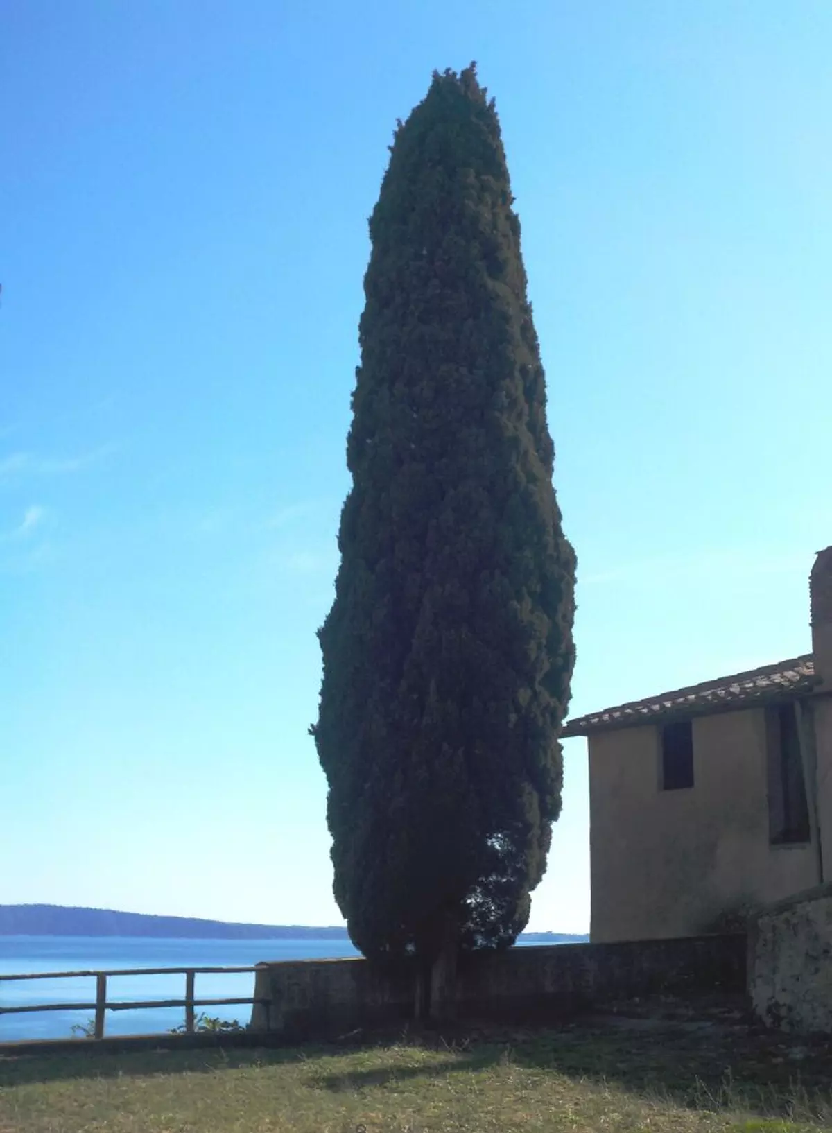 Significado de «ciprés (árbol)»