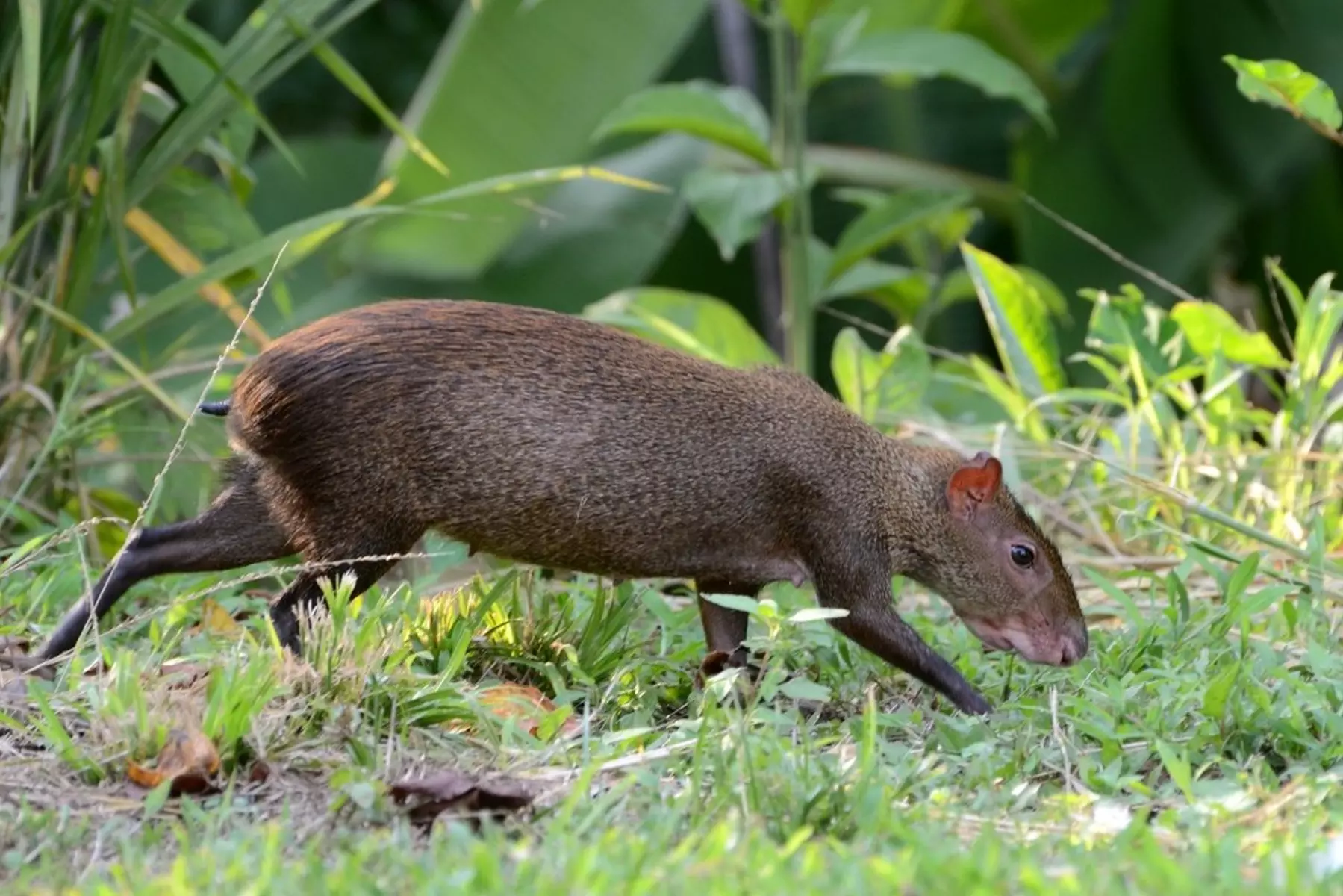 Significado de «cotuza»