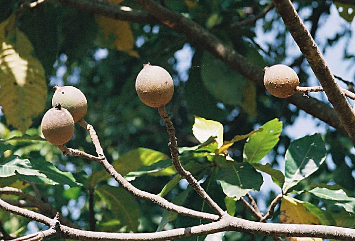 Significado de «jagua»