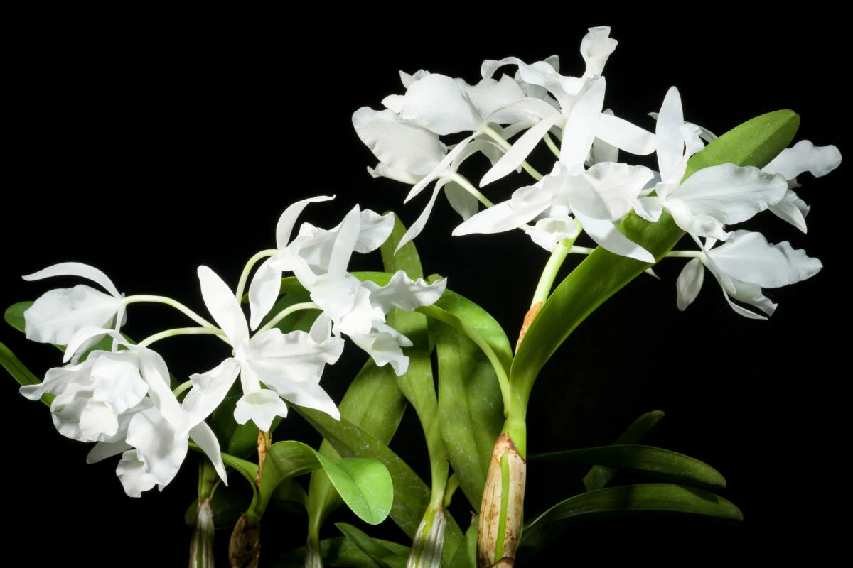 Significado de «candelaria»