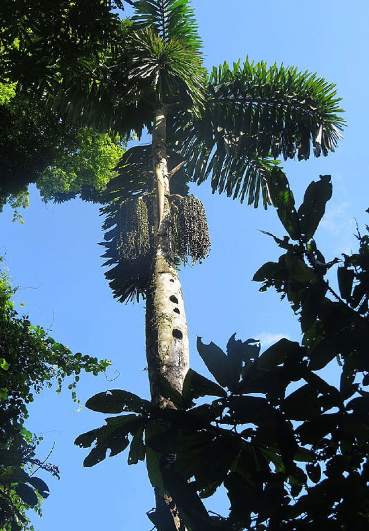 Significado de «pambil»