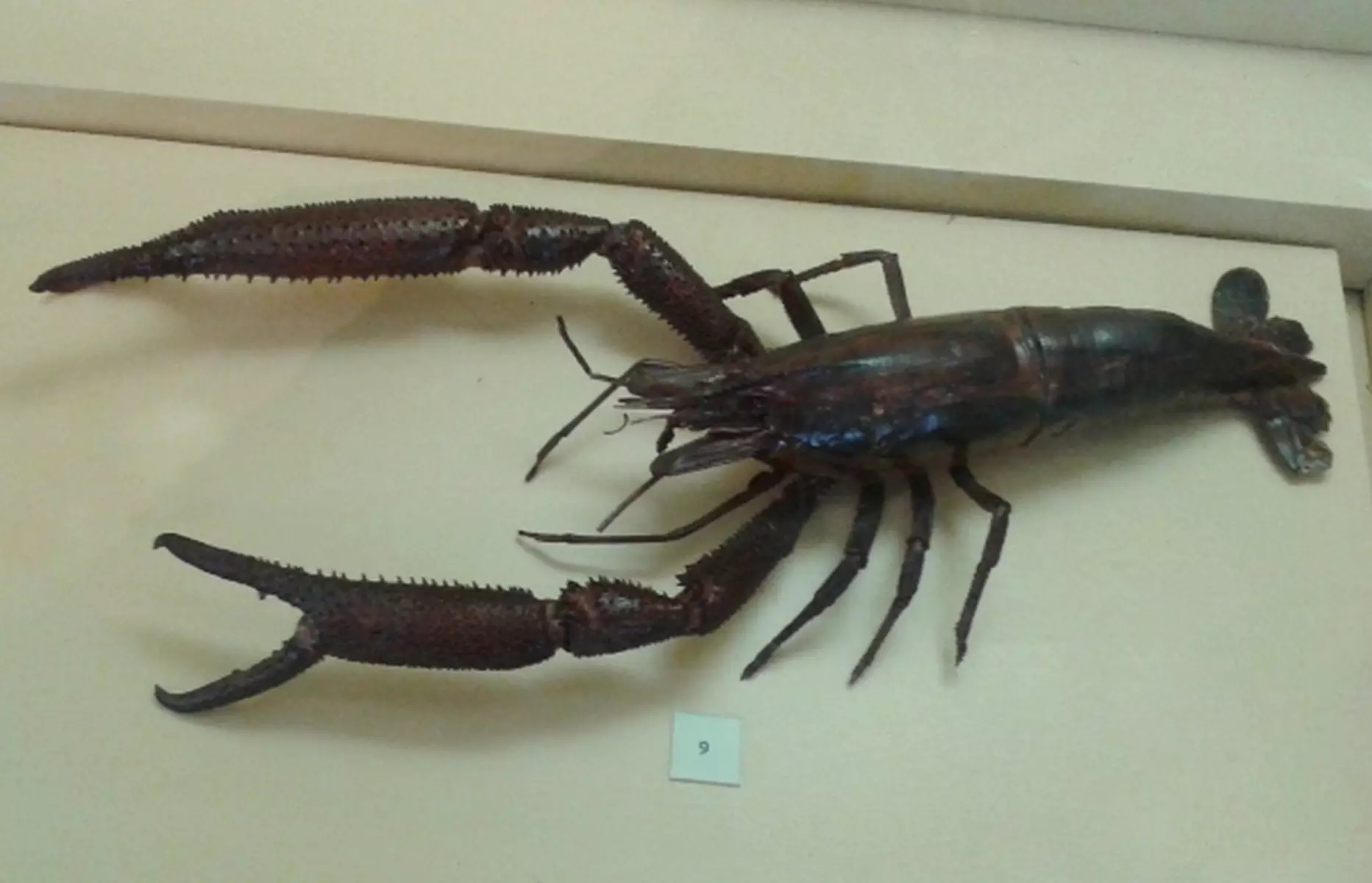 Significado de «acamaya»