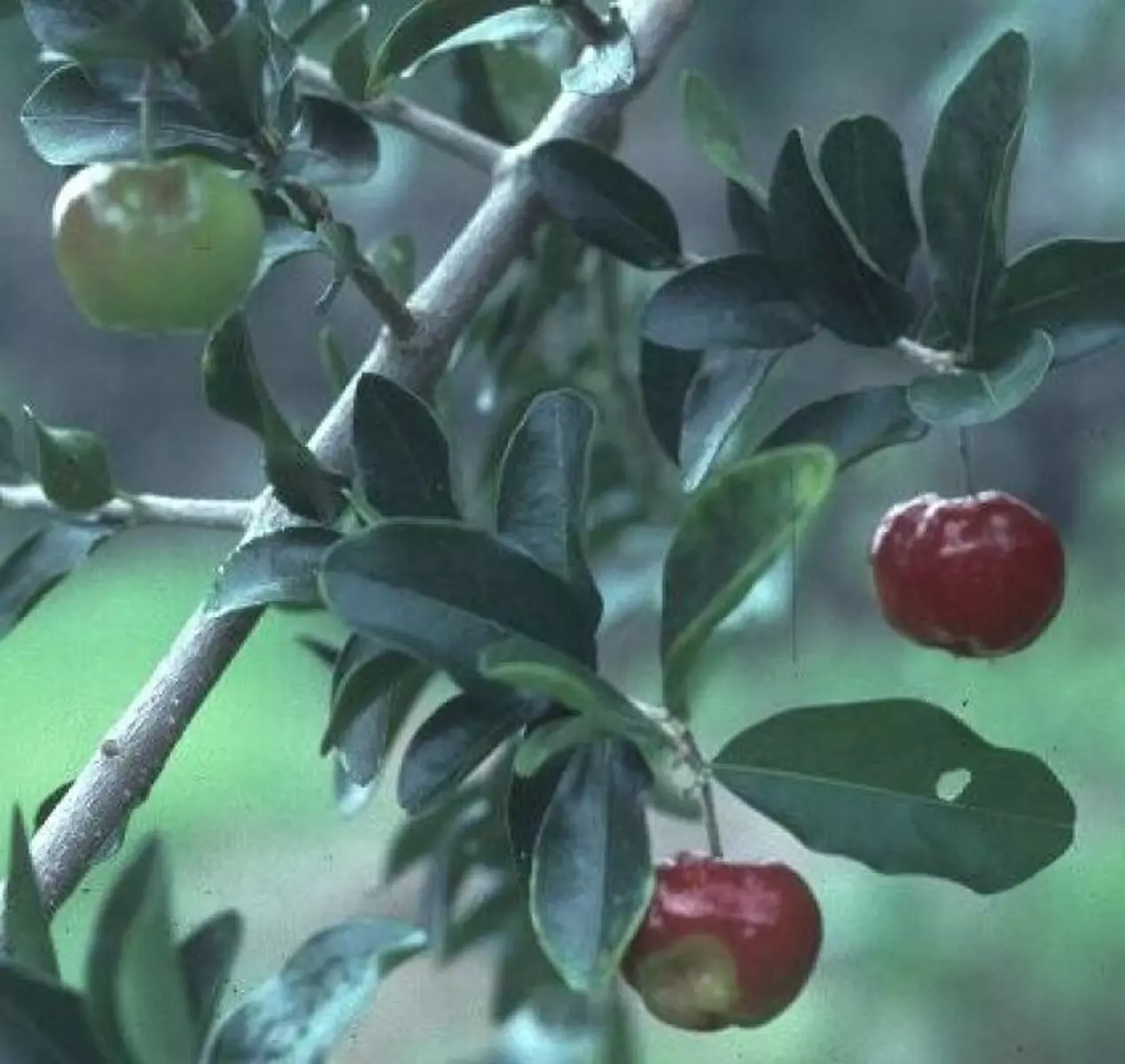 Significado de «cerecero o cerezo criollo»