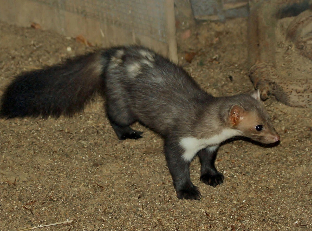 Significado de «rámila»