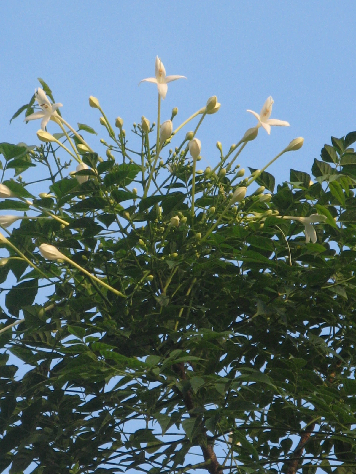 Significado de «abar»