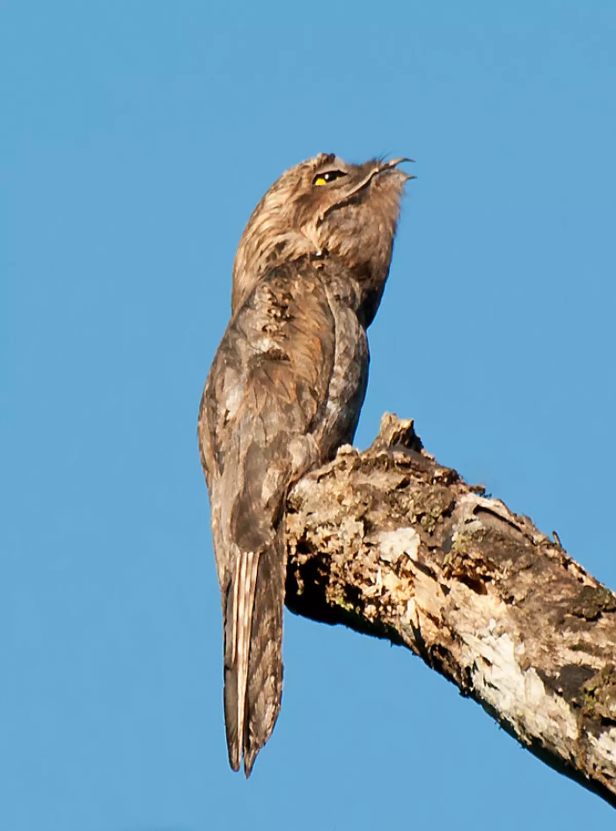 Pájaro de mal agüero (o mal augurio) | Significado de pájaro de mal agüero