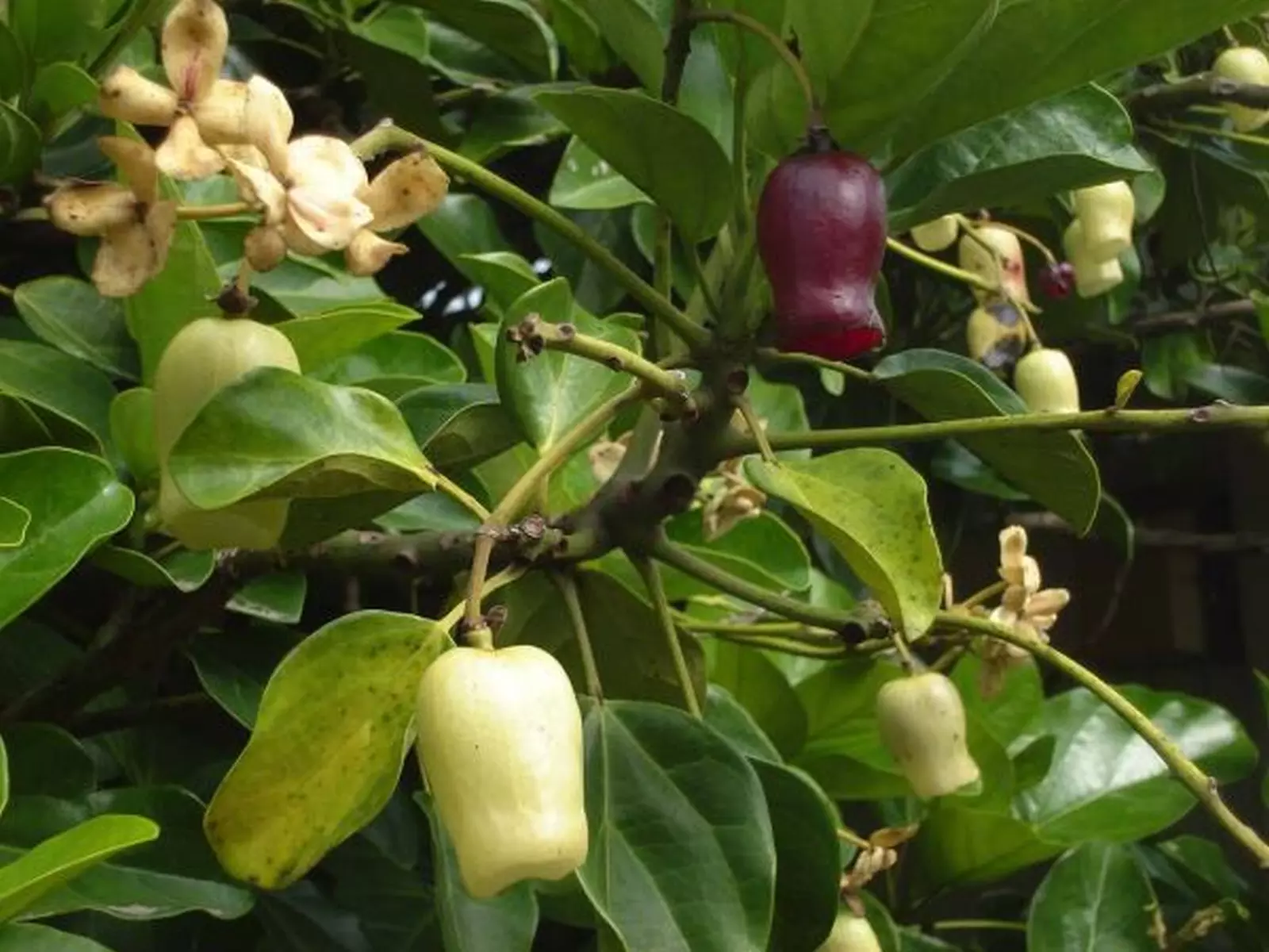 Significado de «atuna»