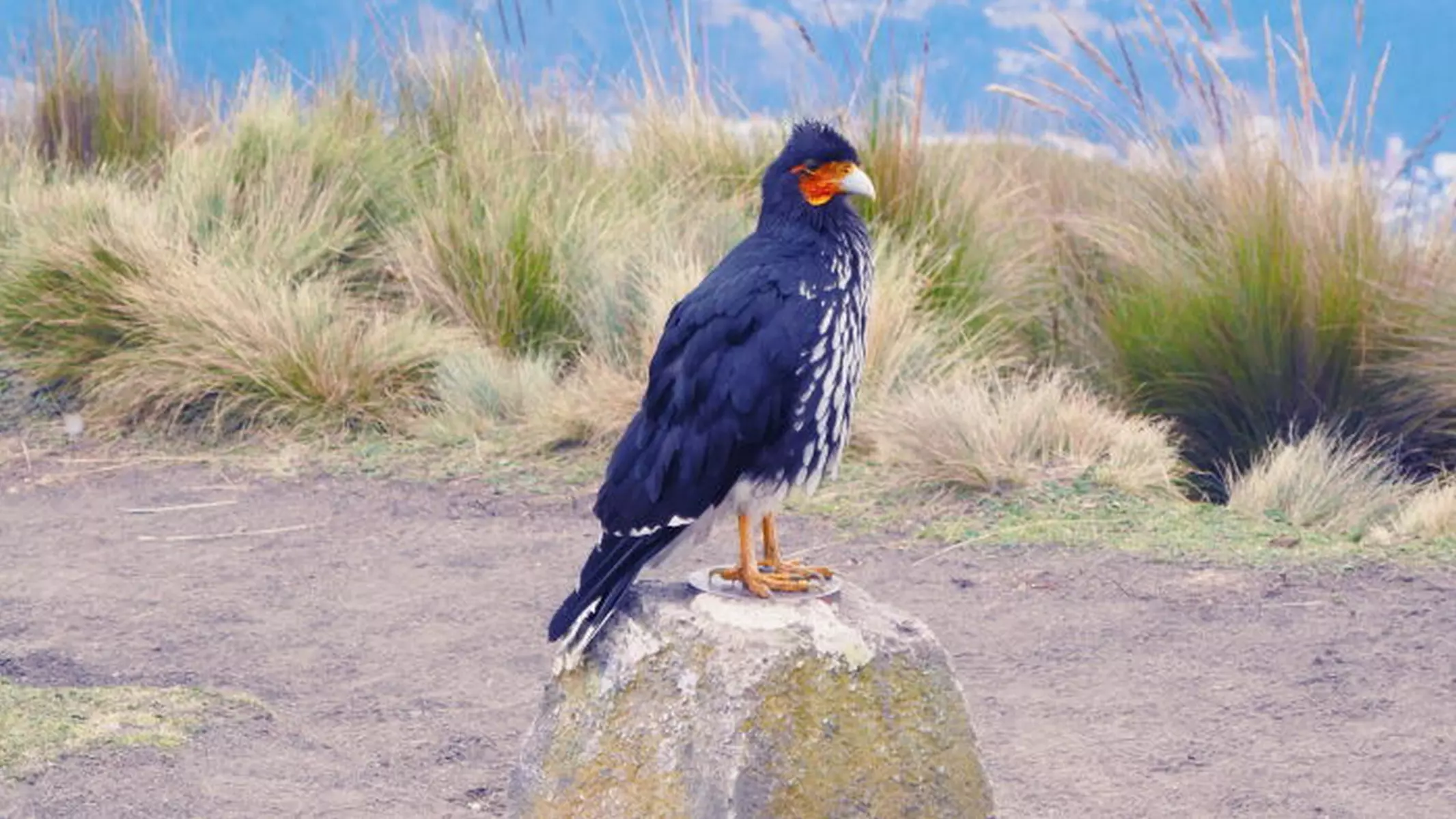 Significado de «parameño (parameña)»