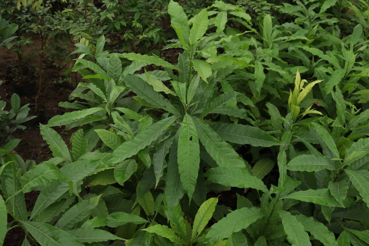 Significado de «caimito (cainito)»