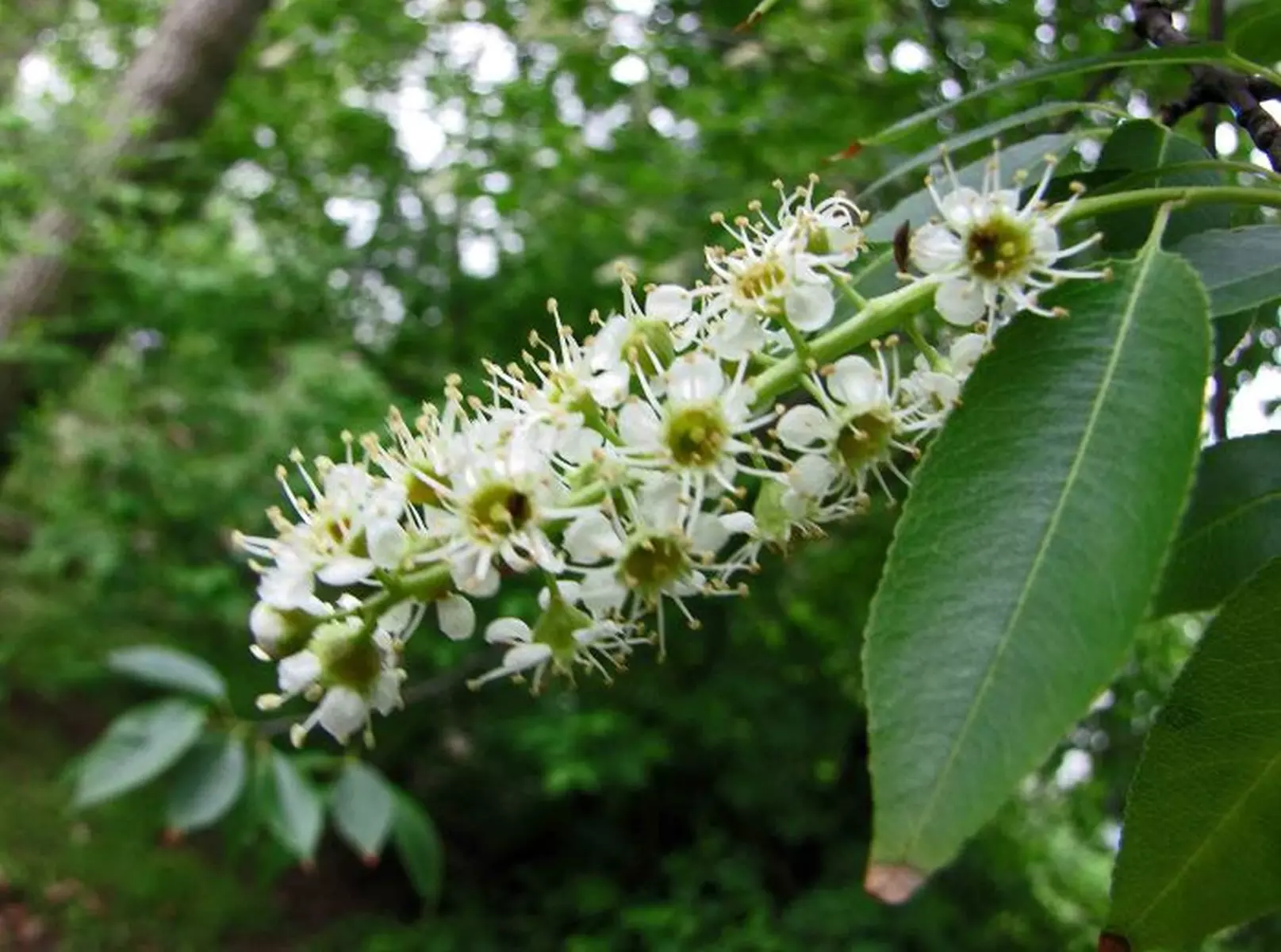 Significado de «capulín»