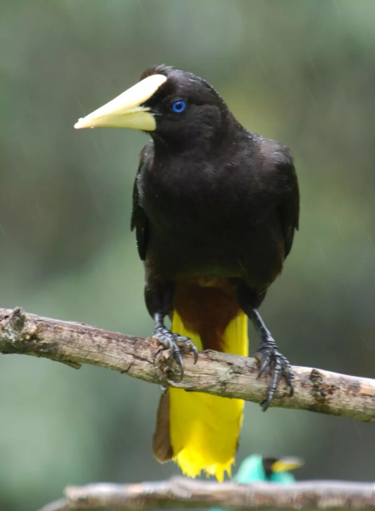 Significado de «yapú»