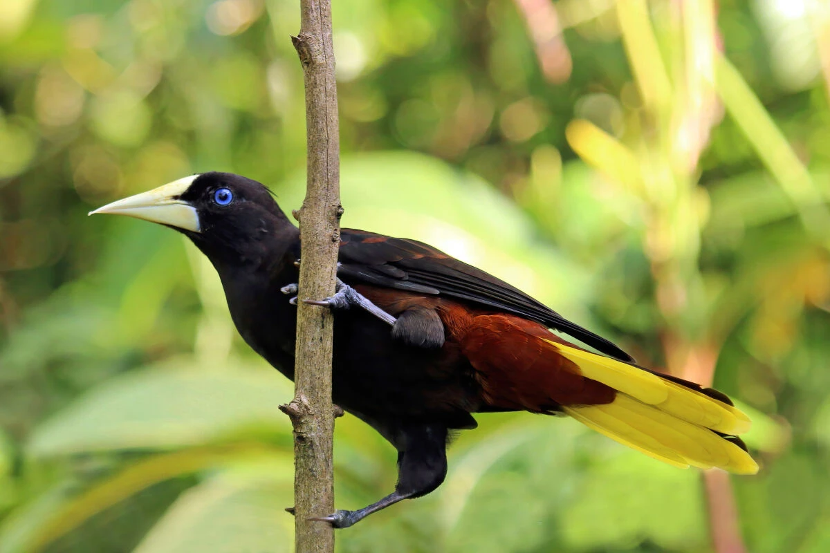 Significado de «tojo»