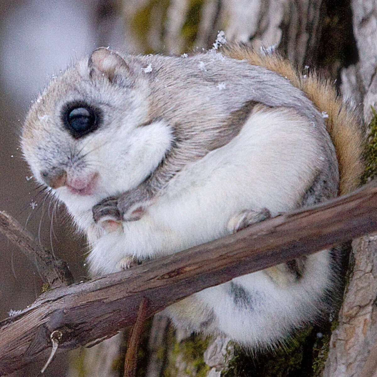 Significado de «guiguí»