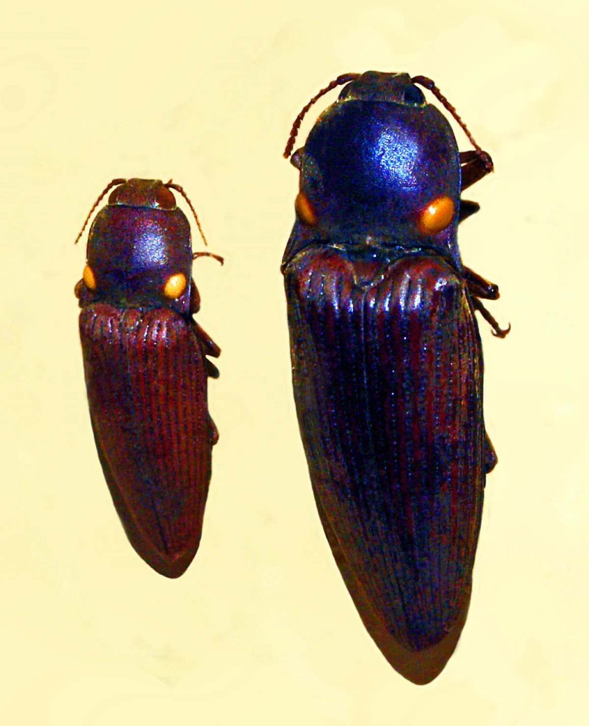 Significado de «cocuyo»