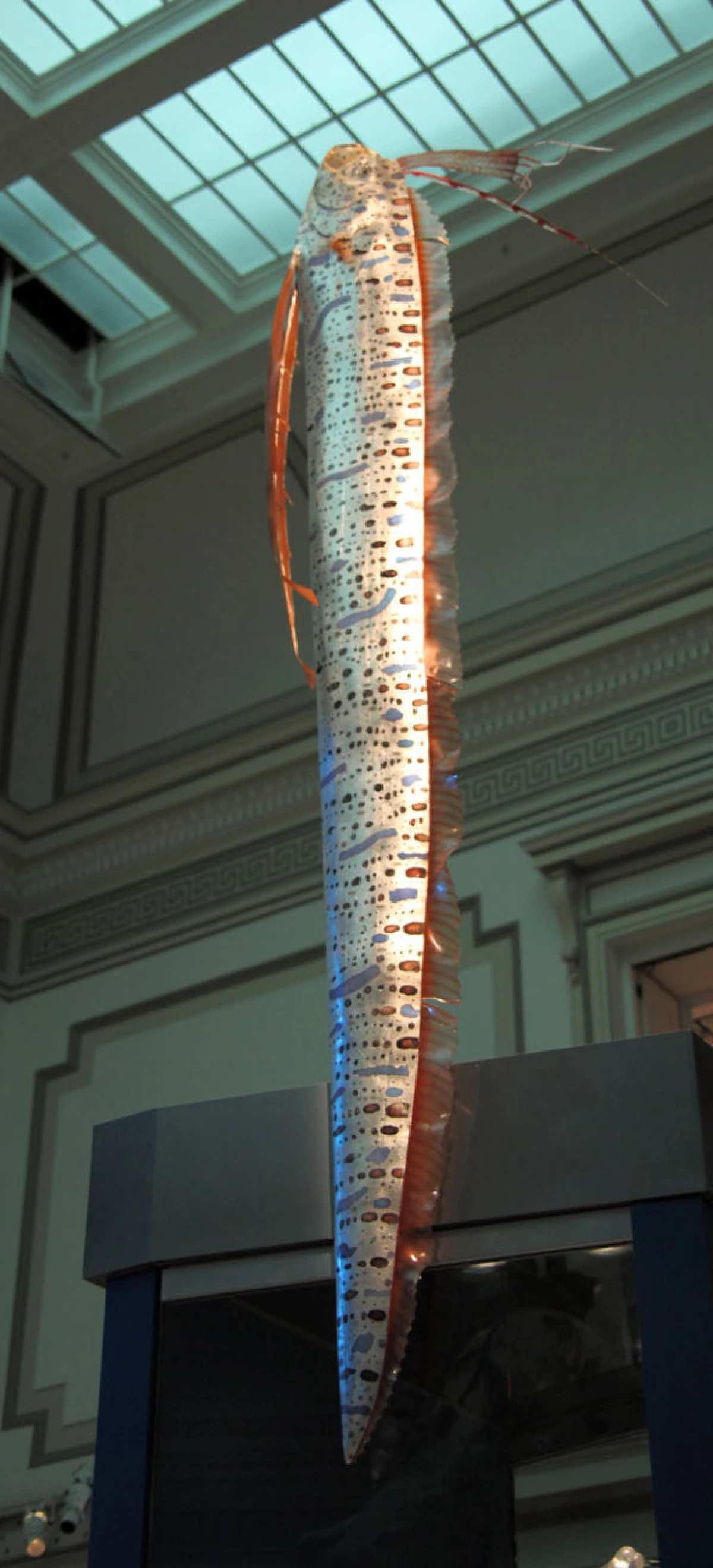 Significado de «teleósteo»