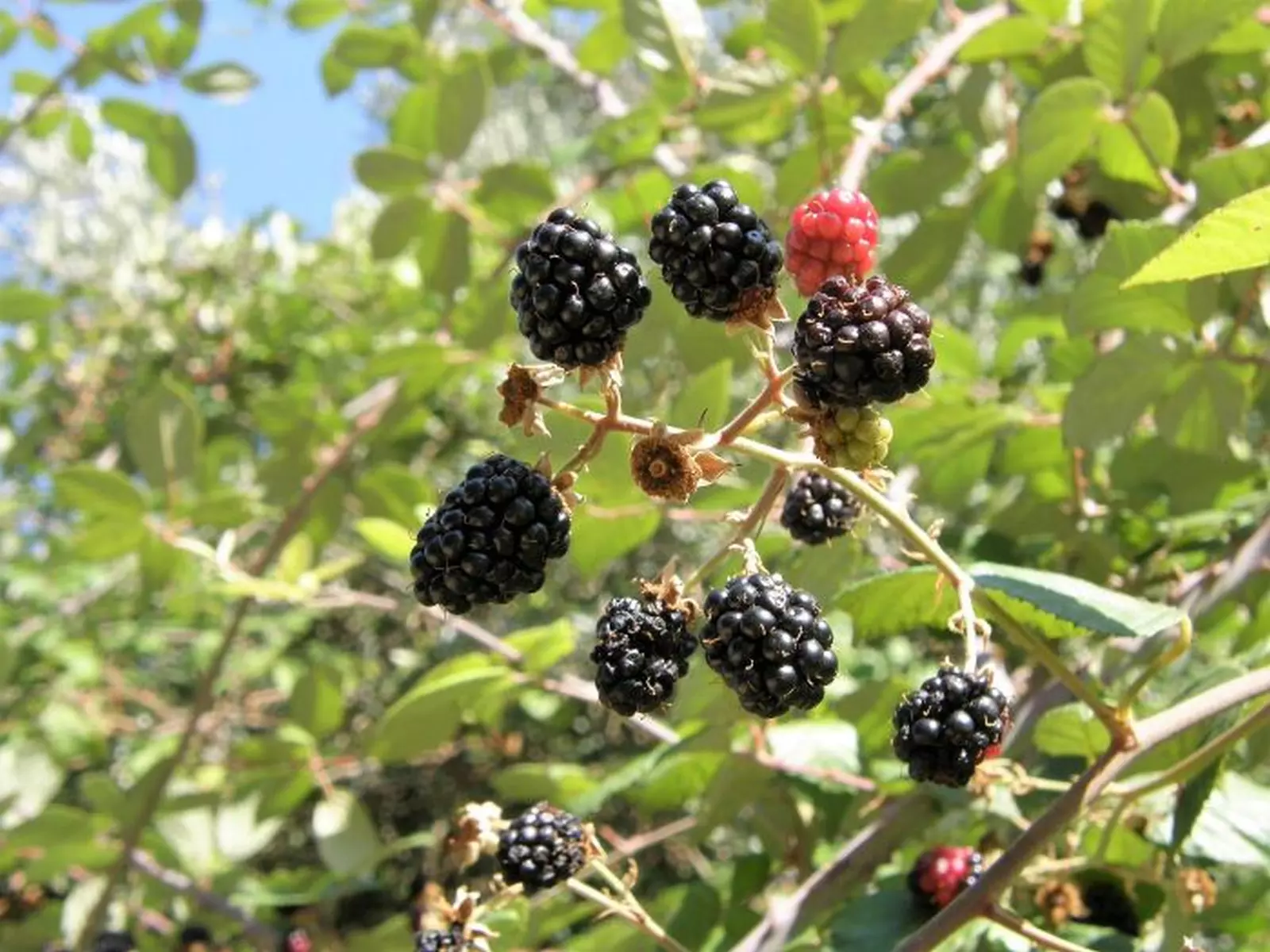 Significado de «murra»