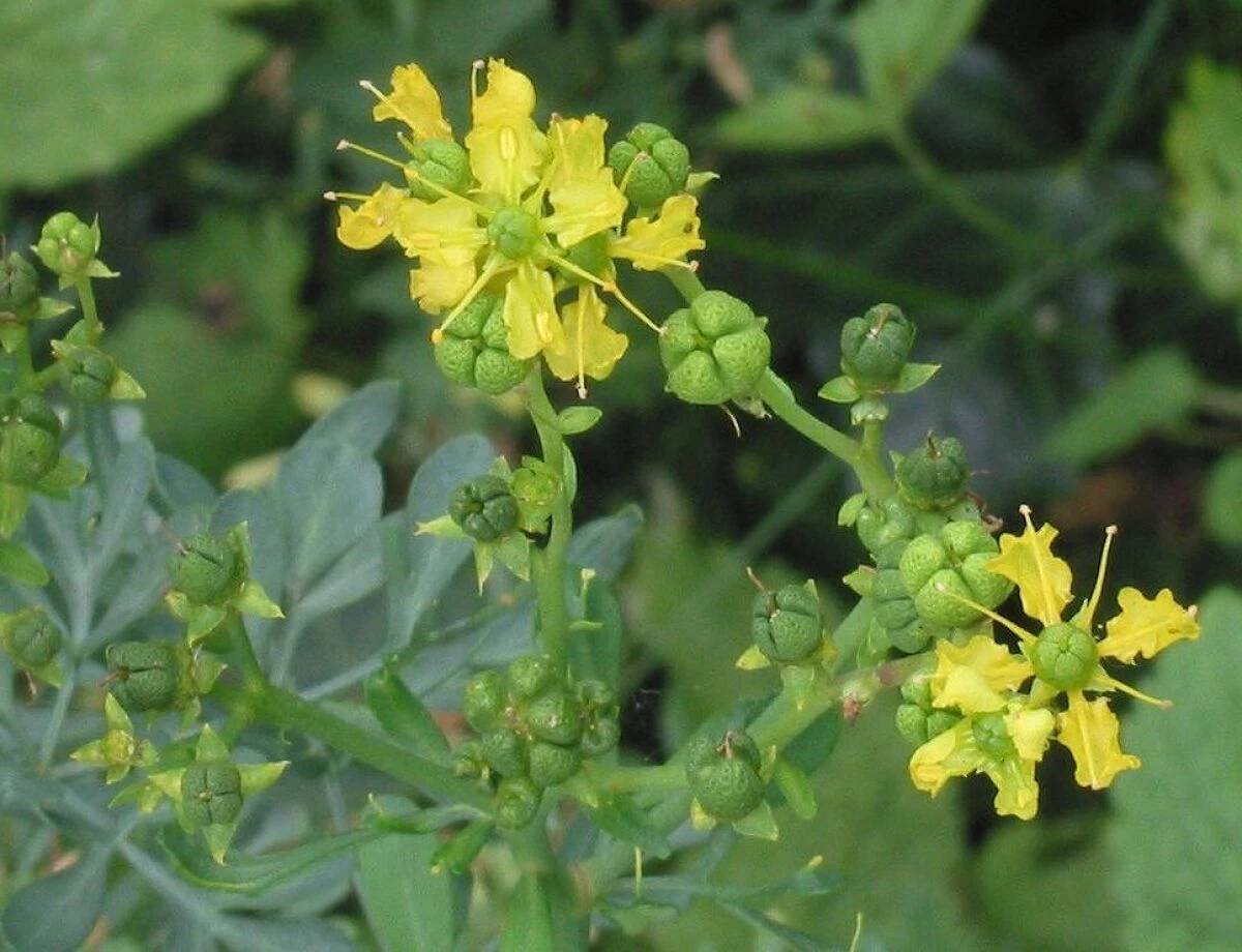 Significado de «ruda»