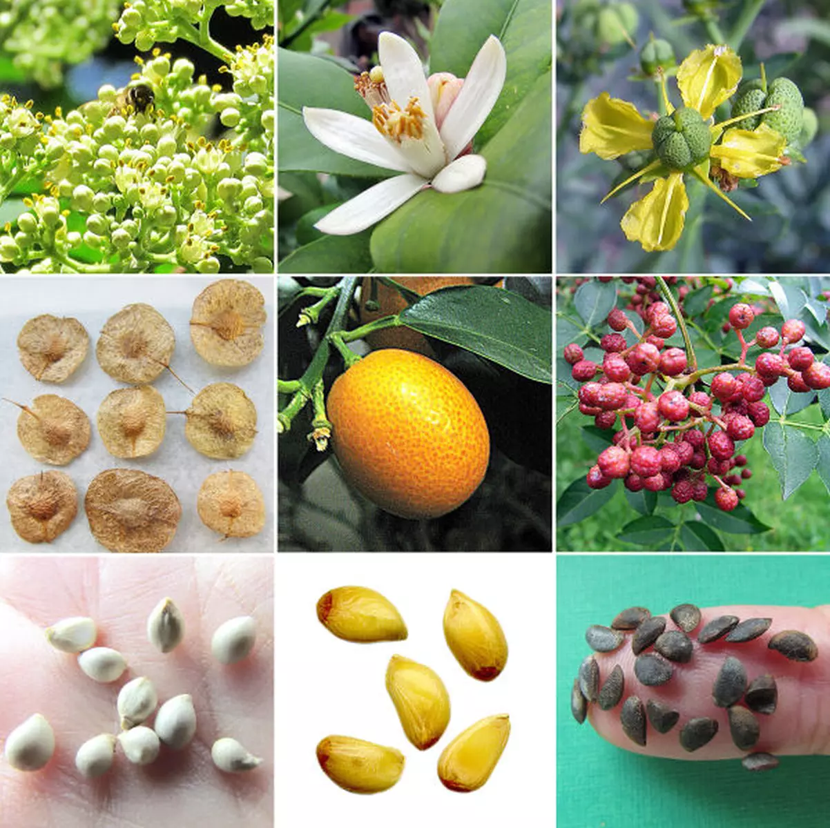 Significado de «rutáceo (rutácea)»