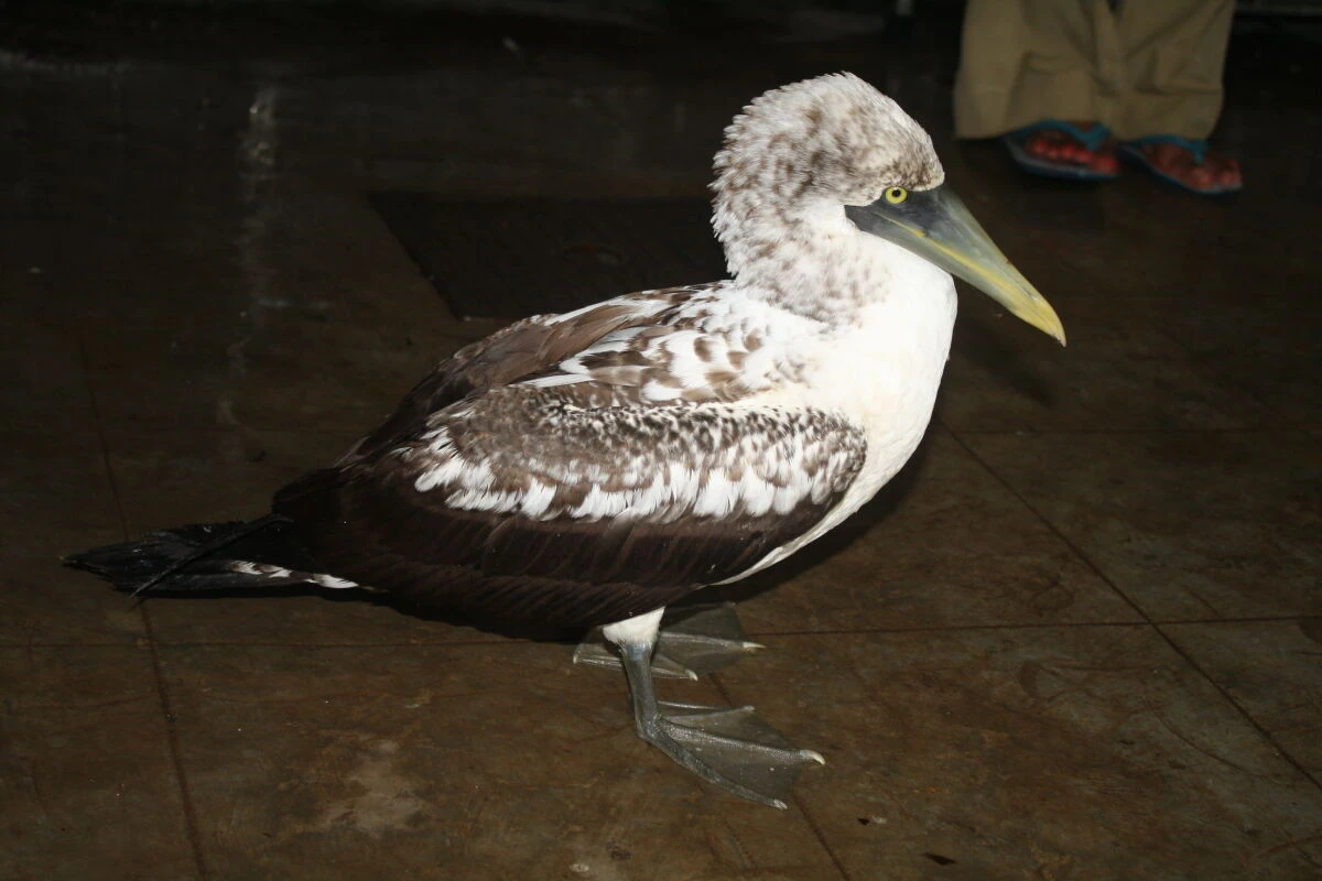 Significado de «Alcatraz (ave marina)»