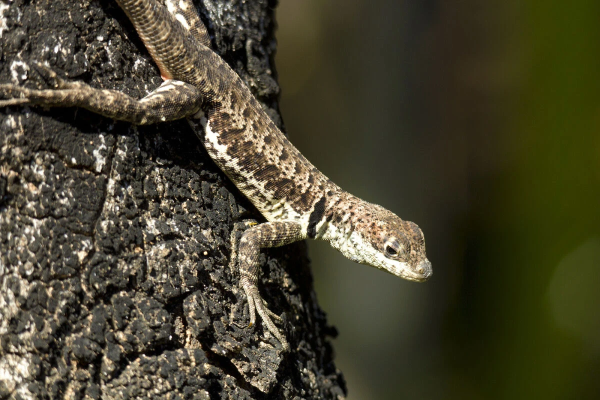 Significado de «tuqueque»