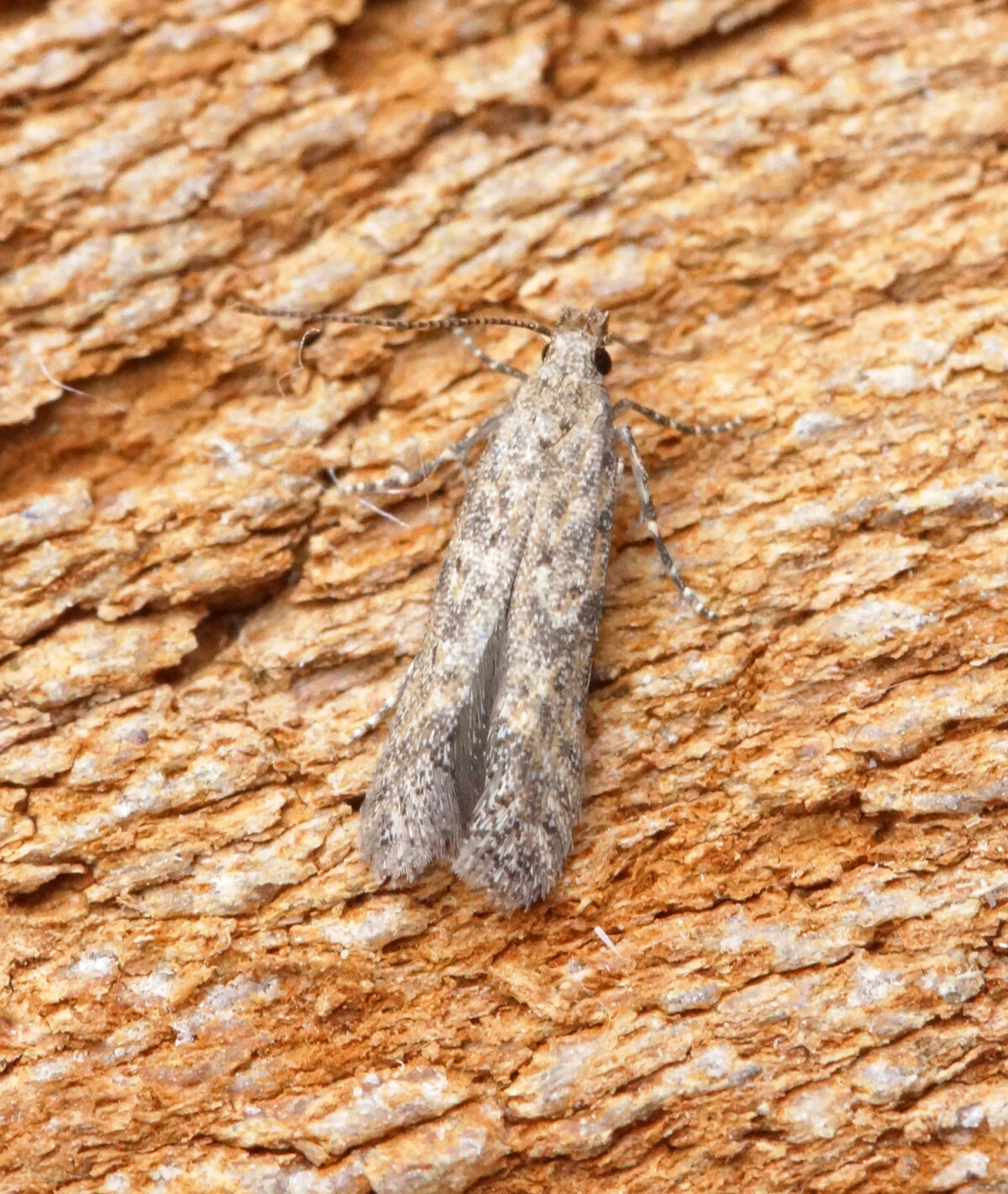 Significado de «tuta»