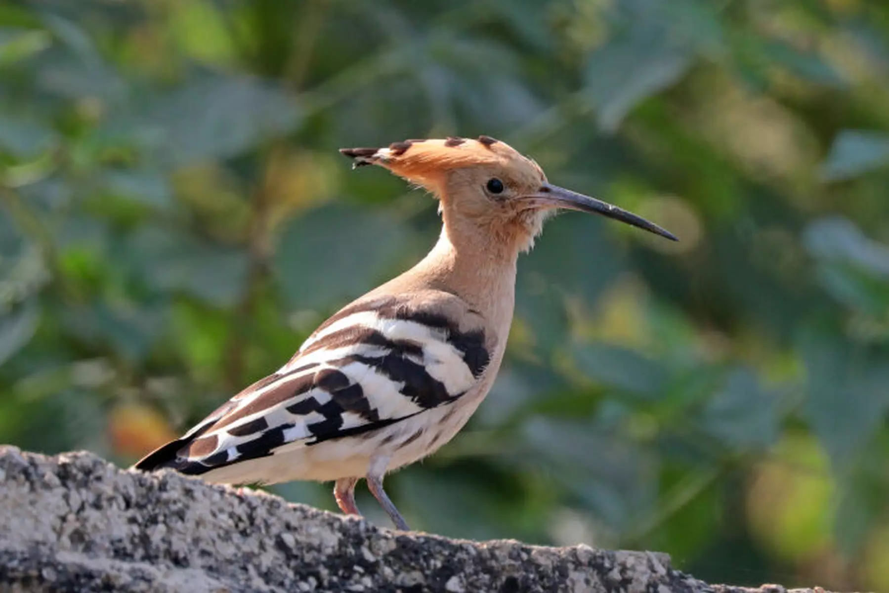 Significado de «abubilla (ave insectívora)»