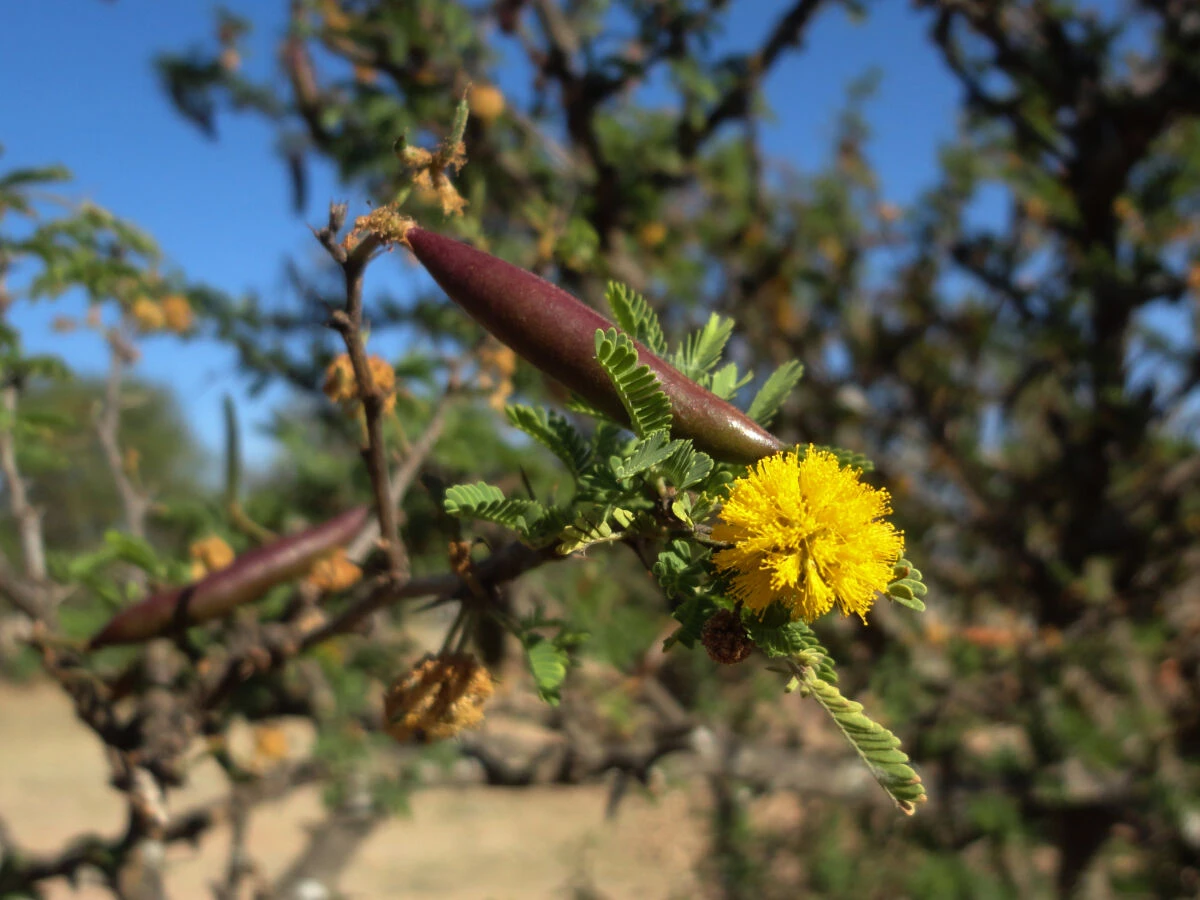Significado de «cují»