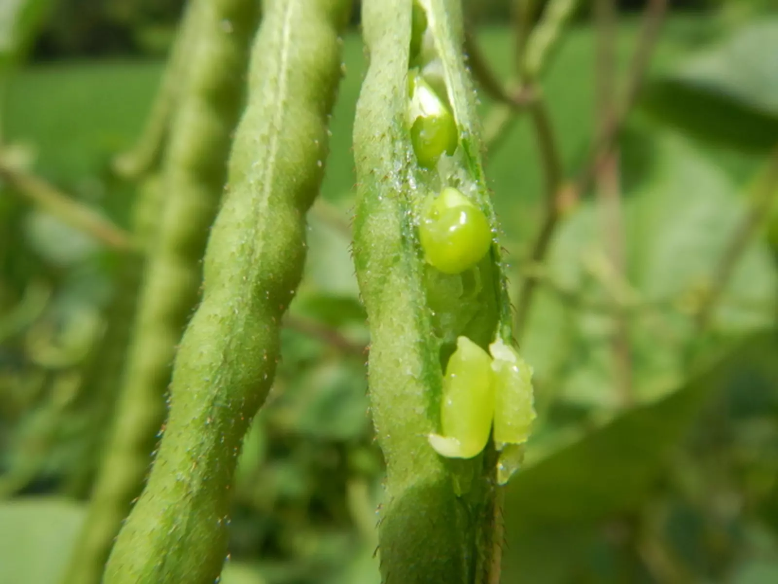 Significado de «mongo»