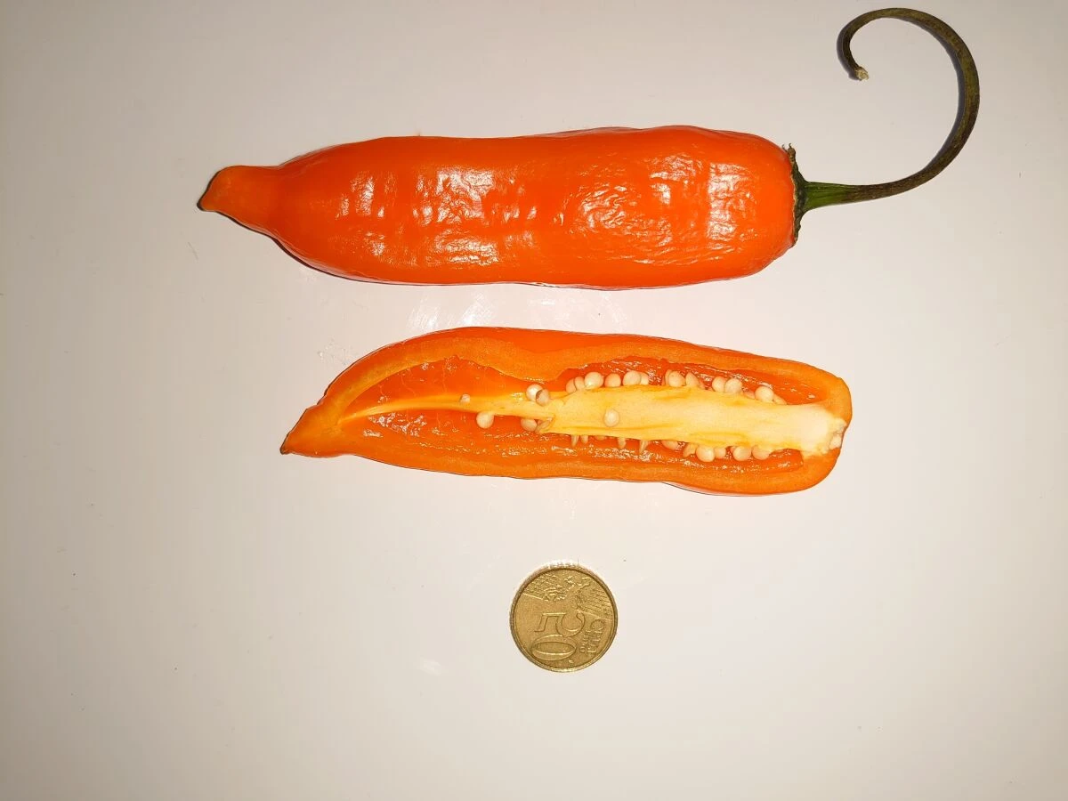 Significado de «ají»