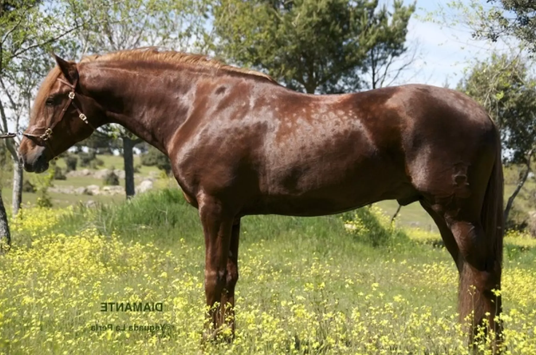 Significado de «alazán (alazana)»