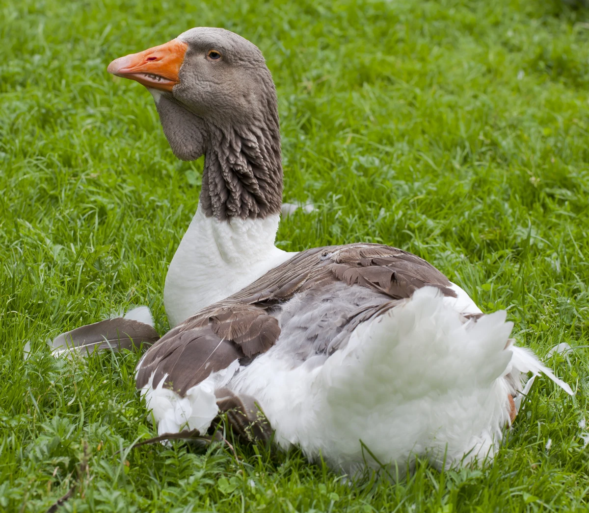 Significado de «ánsar»