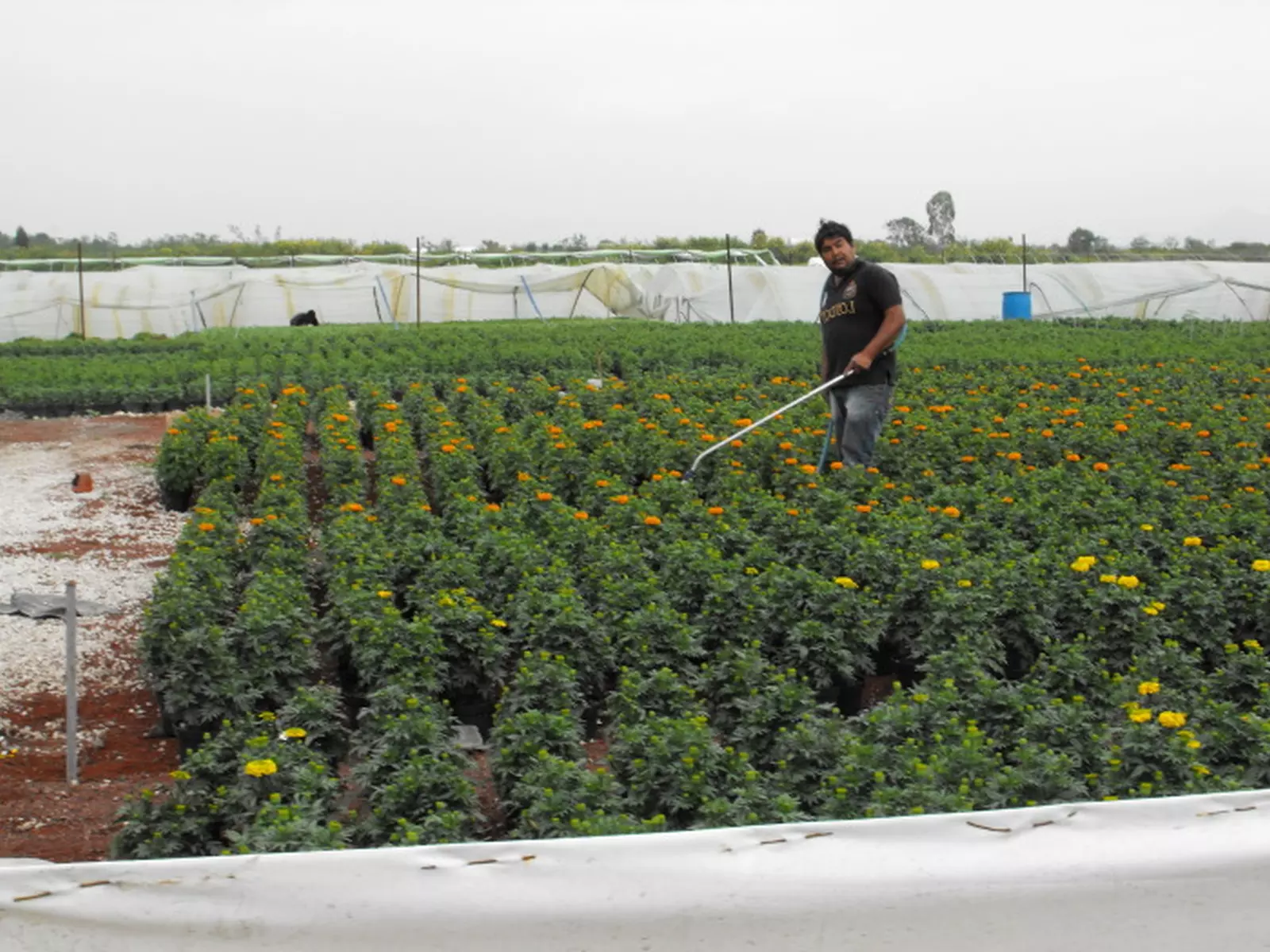 Significado de «arduamente»