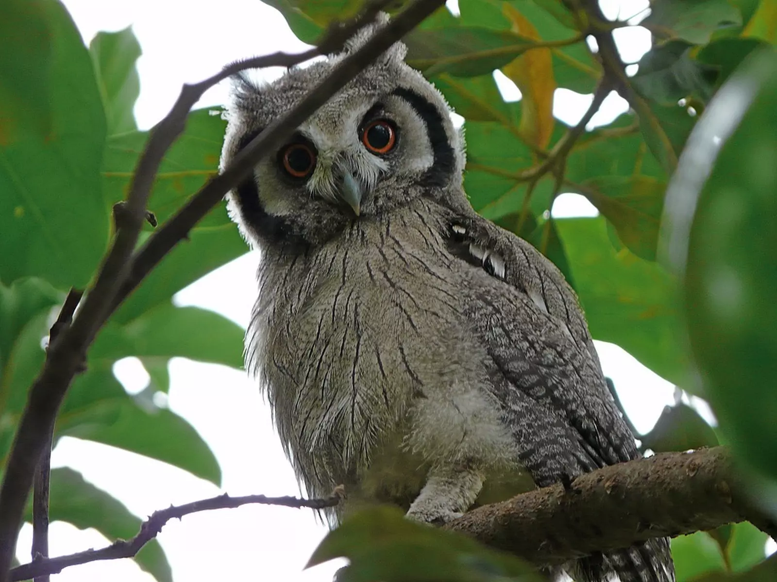 Significado de «autillo»